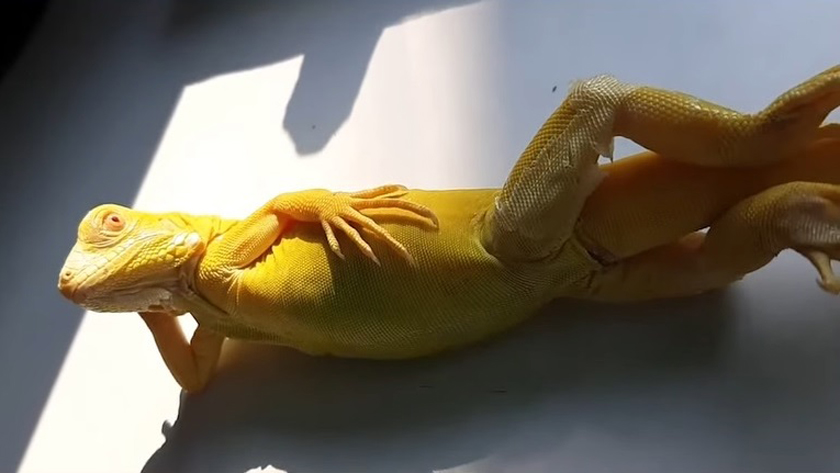 ¿Quién dice que las iguanas no son sexys? - Oro Solo Hits 949 FM