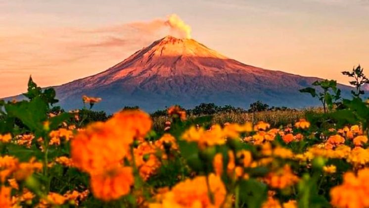 Campos de cempasúchil, el nuevo atractivo turístico en Puebla de la ...
