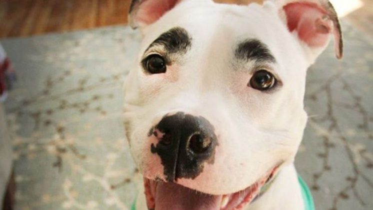 Perrito con cejas causa revuelo en redes, se llama Simon - Oro Solo ...