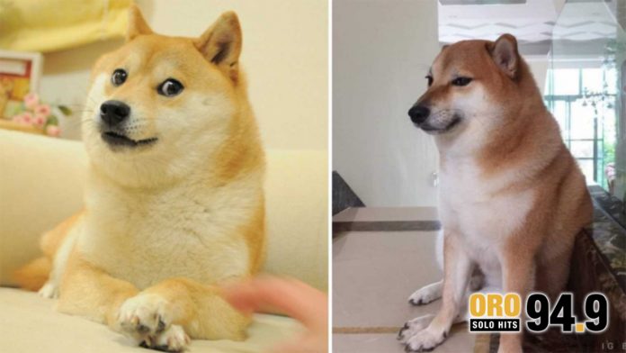 "Tengo amsiedad" ¡El perrito Cheems de los memes está enfermo! - Oro ...