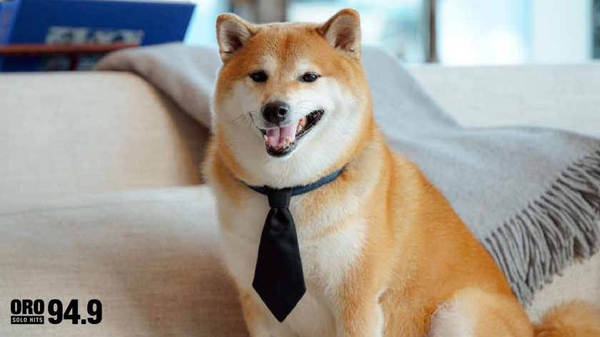 Así va "Cheems" nuestro lomito favorito tras cirugía en su patita - Oro ...